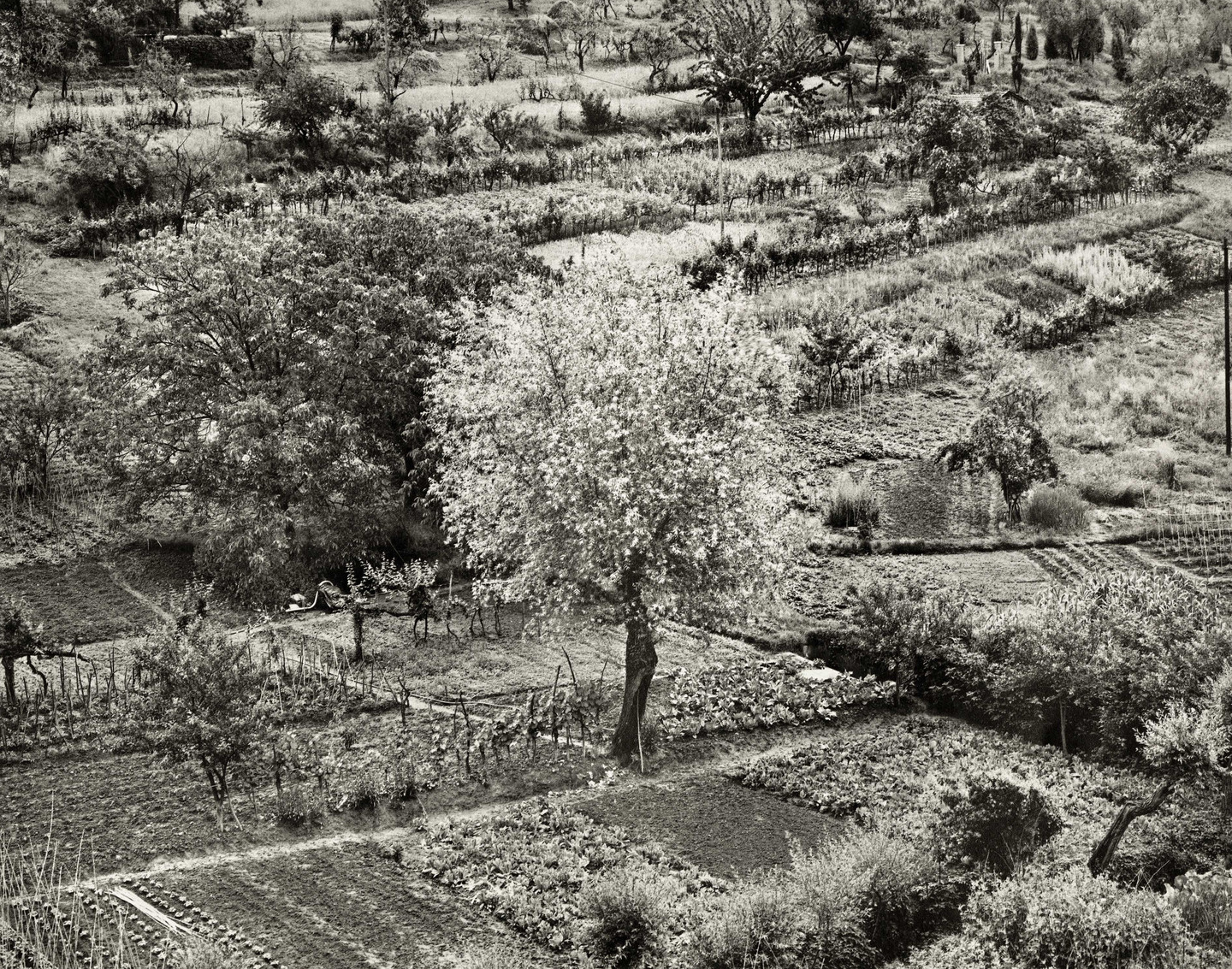 Emmet Gowin | Pace Gallery