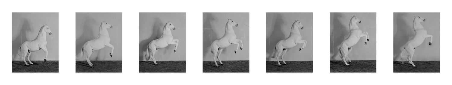 Richard Learoyd | Pace Gallery