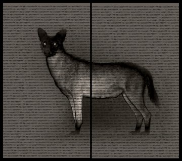 Michal Rovner | Pace Gallery