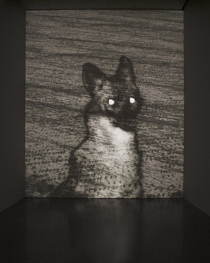 Introducing Superblue | Pace Gallery